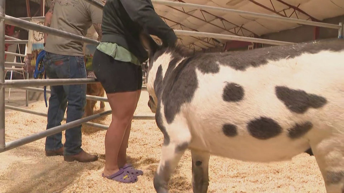 Meet this year's mascot for the Spokane County Interstate Fair! | krem.com