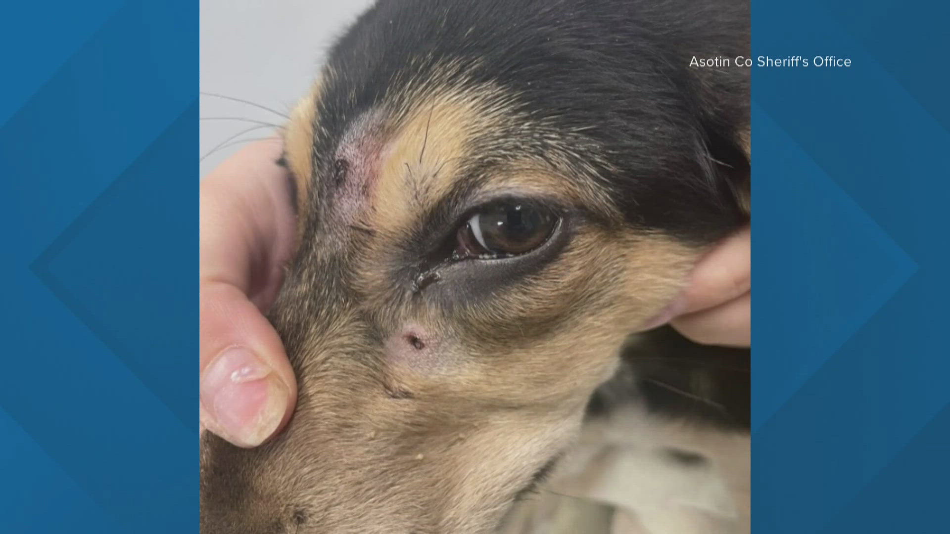 Asotin County deputies seek help in finding whoever shot a puppy with ...