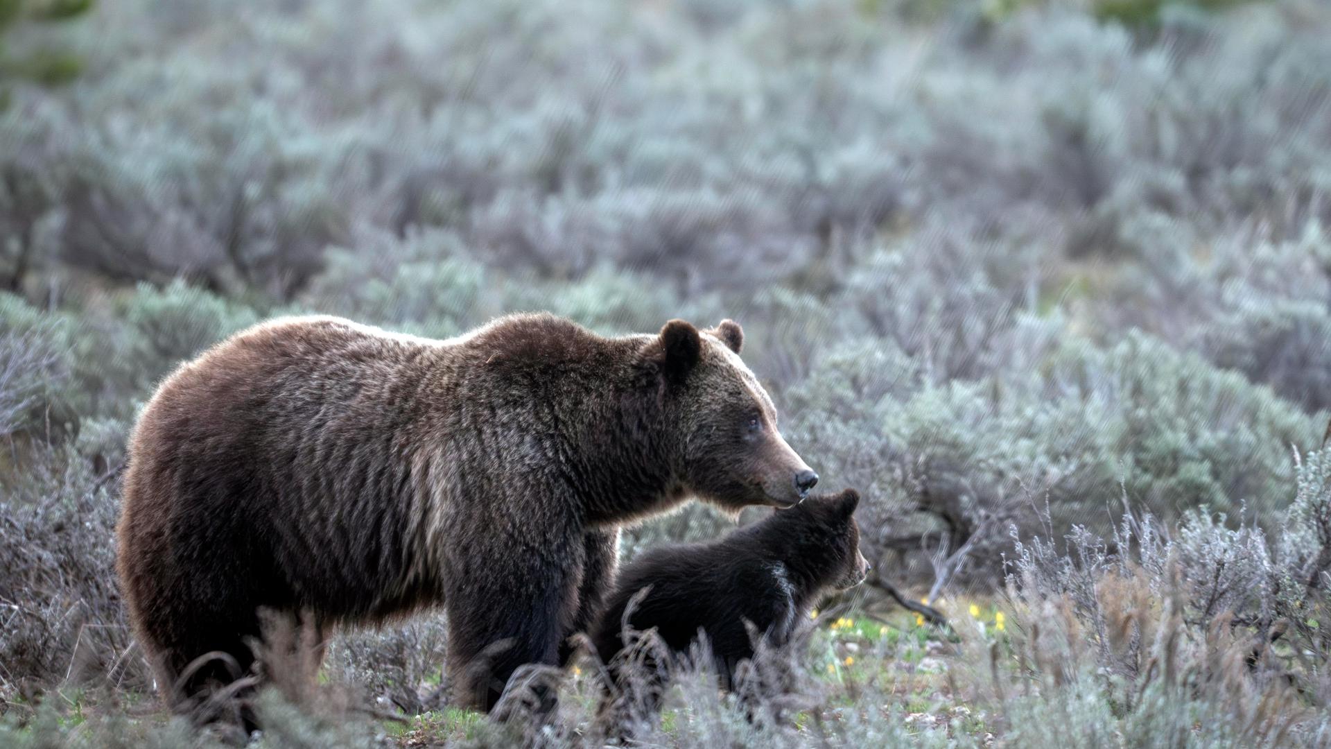 A cub of famous Wyoming grizzly No. 399 has been unseen | krem.com