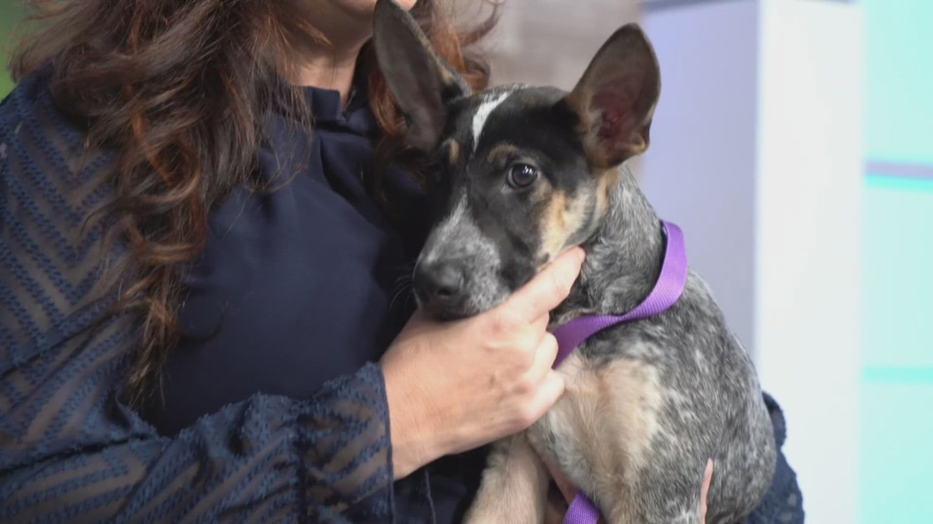 Pick of the Litter: Meet Zeke, a two-month-old Blue Heeler | krem.com