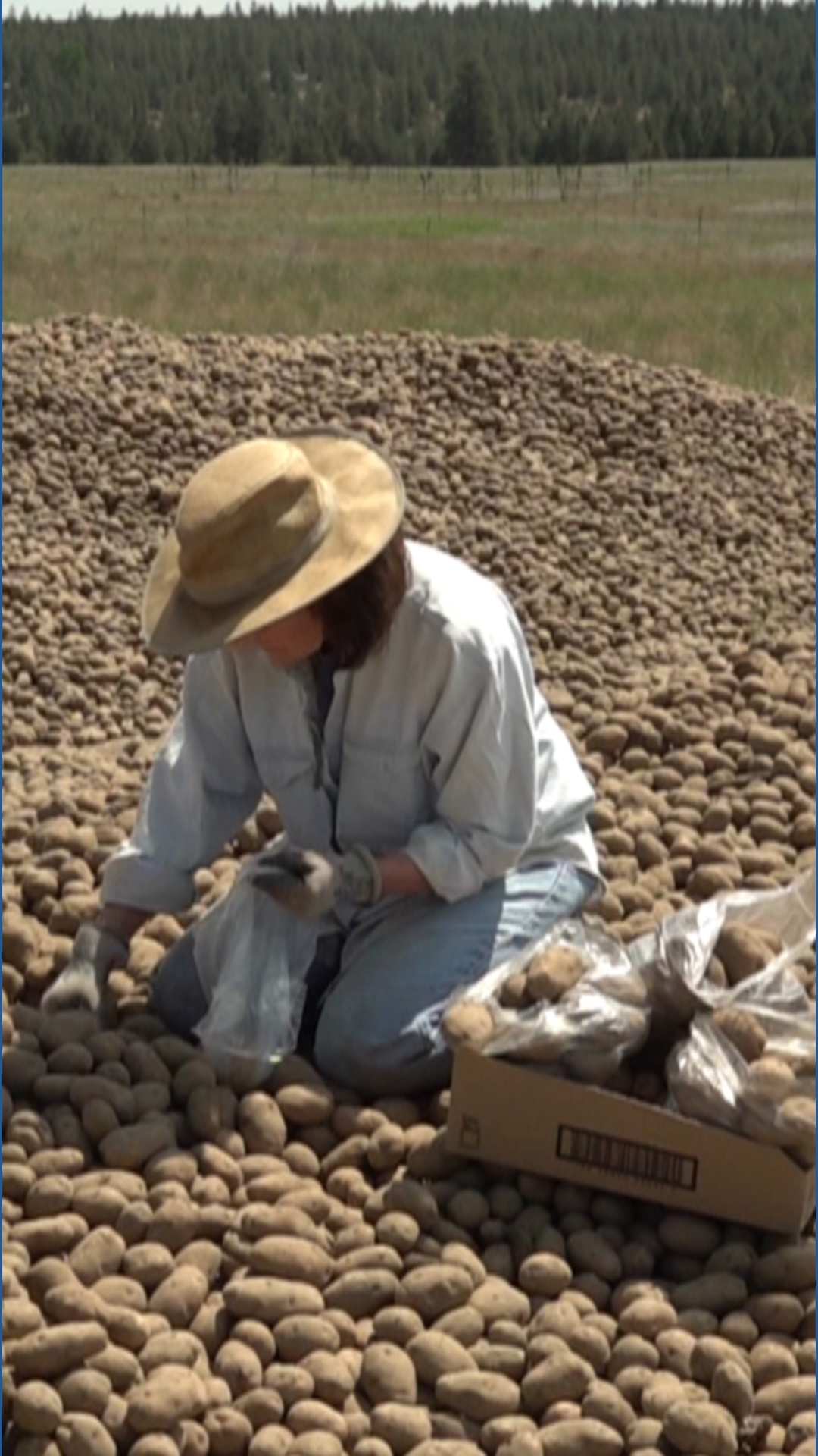 Spokane Hutterites share free potatoes with Reardan community | krem.com