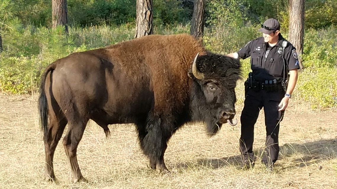 Two bison spotted at Underhill Park in Spokane | krem.com