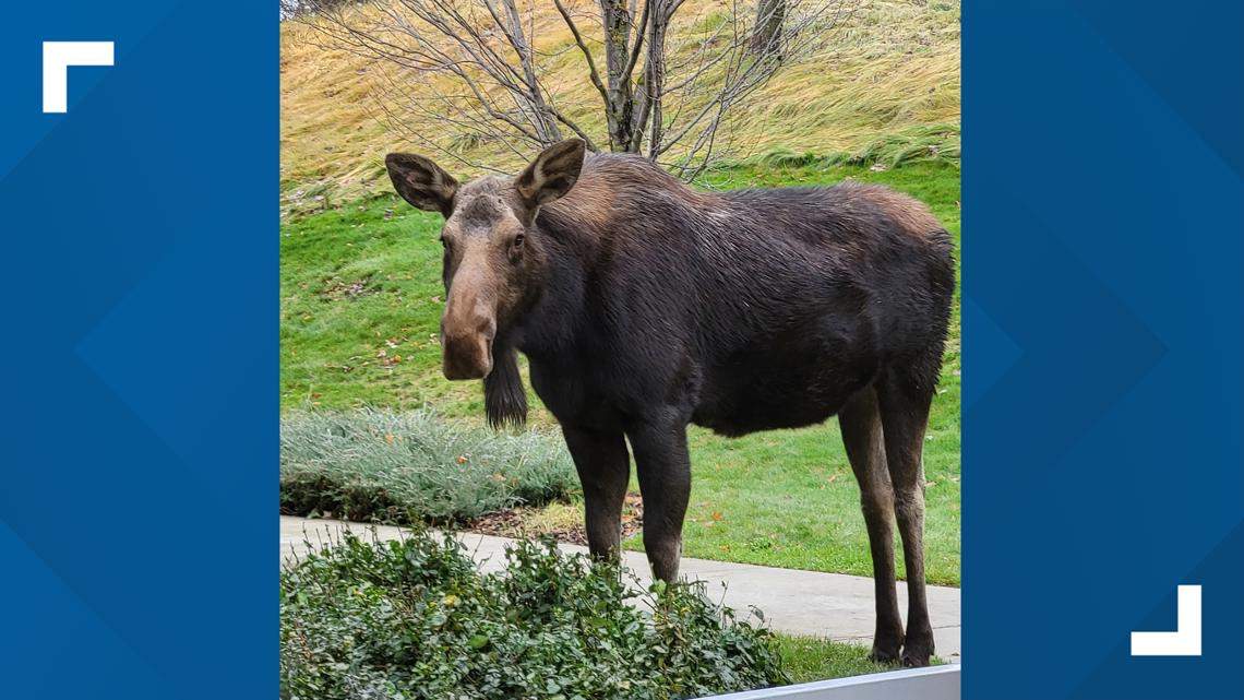 Moose dead after being hit by car in Coeur d'Alene | krem.com