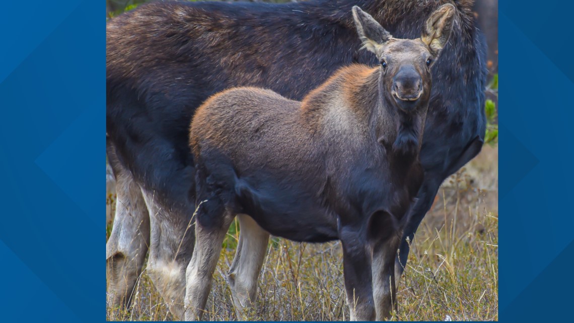 Mother moose and baby spotted in Coeur d'Alene | krem.com