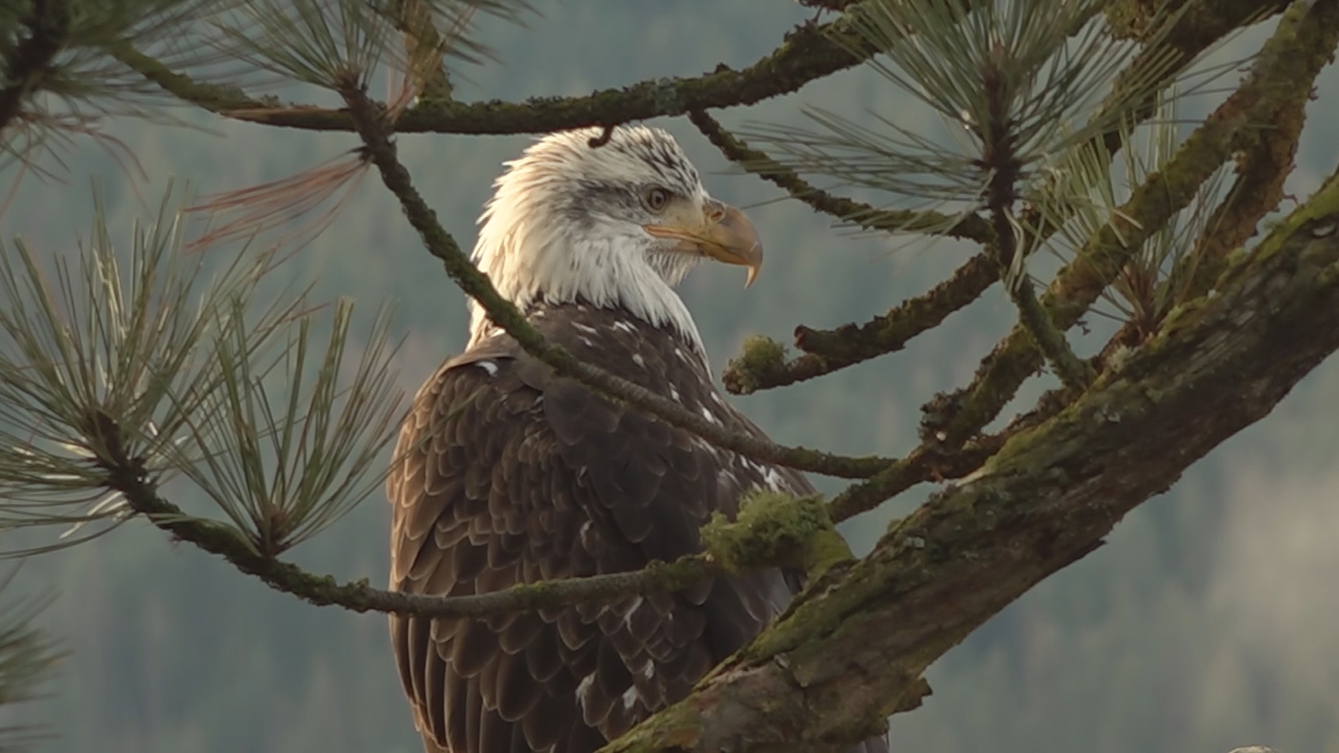 Coeur d'Alene Bald Eagles Wildlife Spectacle | krem.com