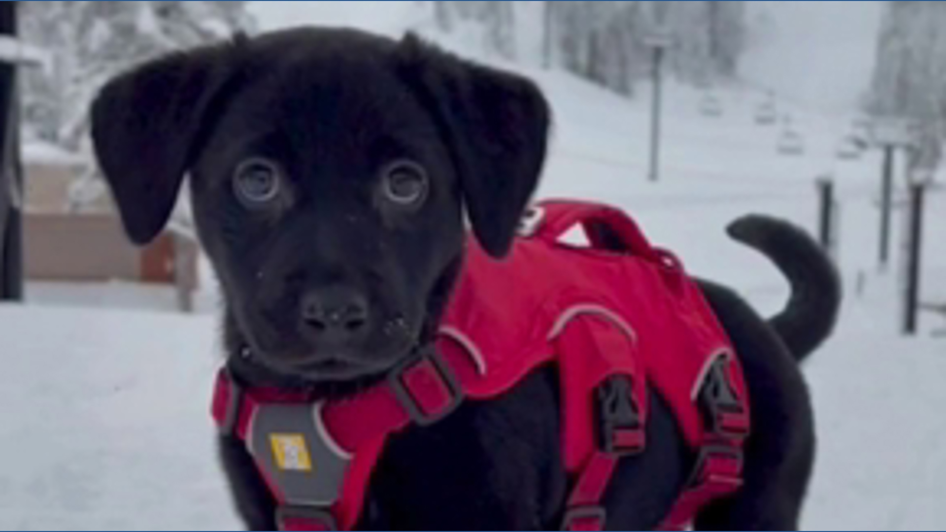 Stevens Pass Avalanche Rescue Team welcomes new puppy to team | krem.com