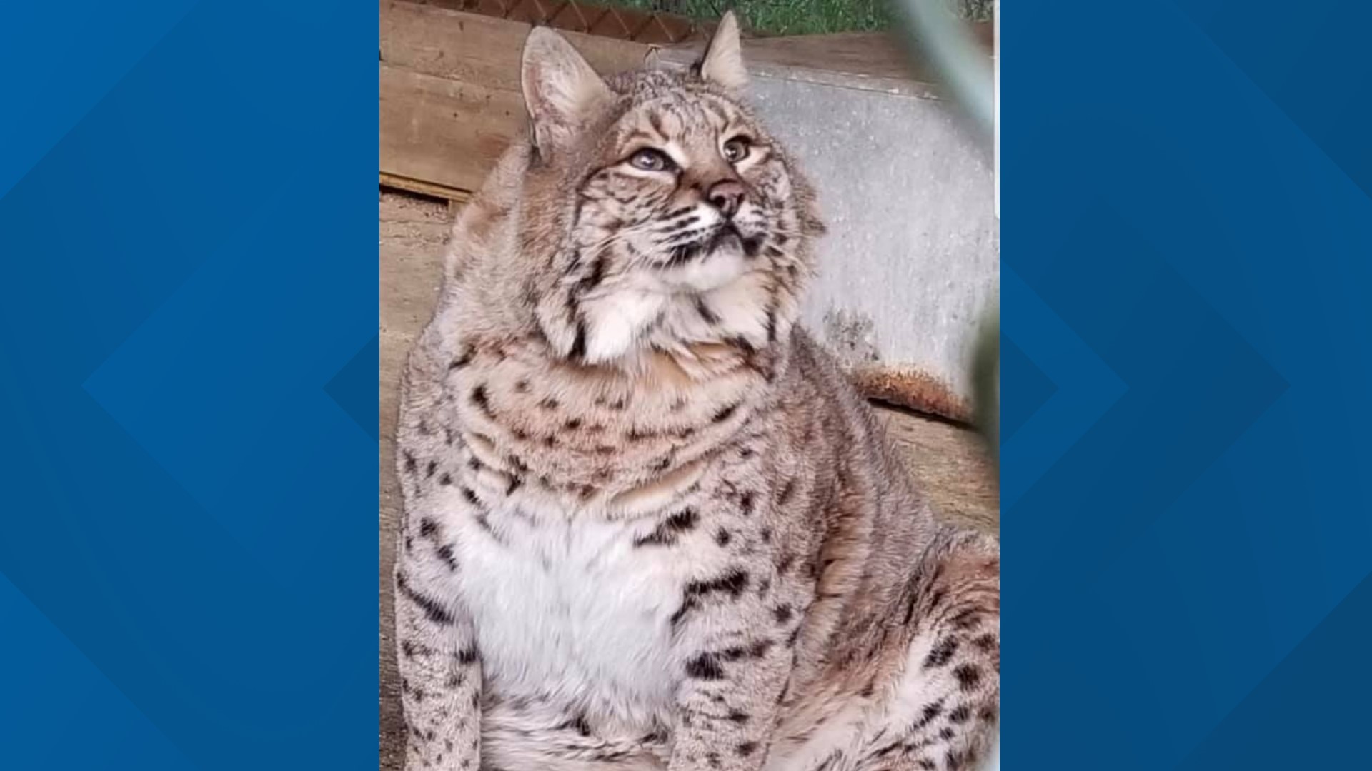 Meet Bonnie, the chubby bobcat adopted by Cat Tales in Mead | krem.com