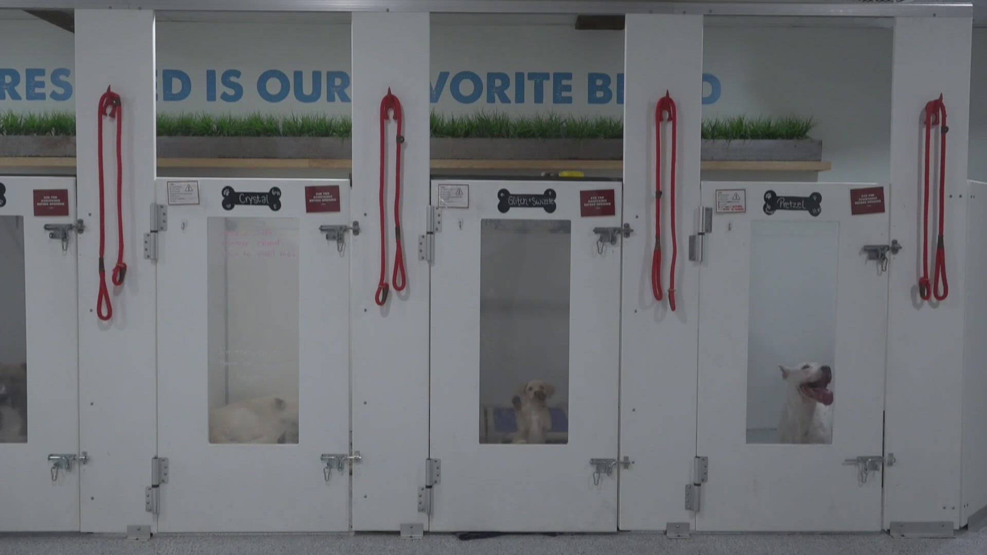 Spokane's Bark, A Rescue Pub to close after 5 years of pet rescue work ...