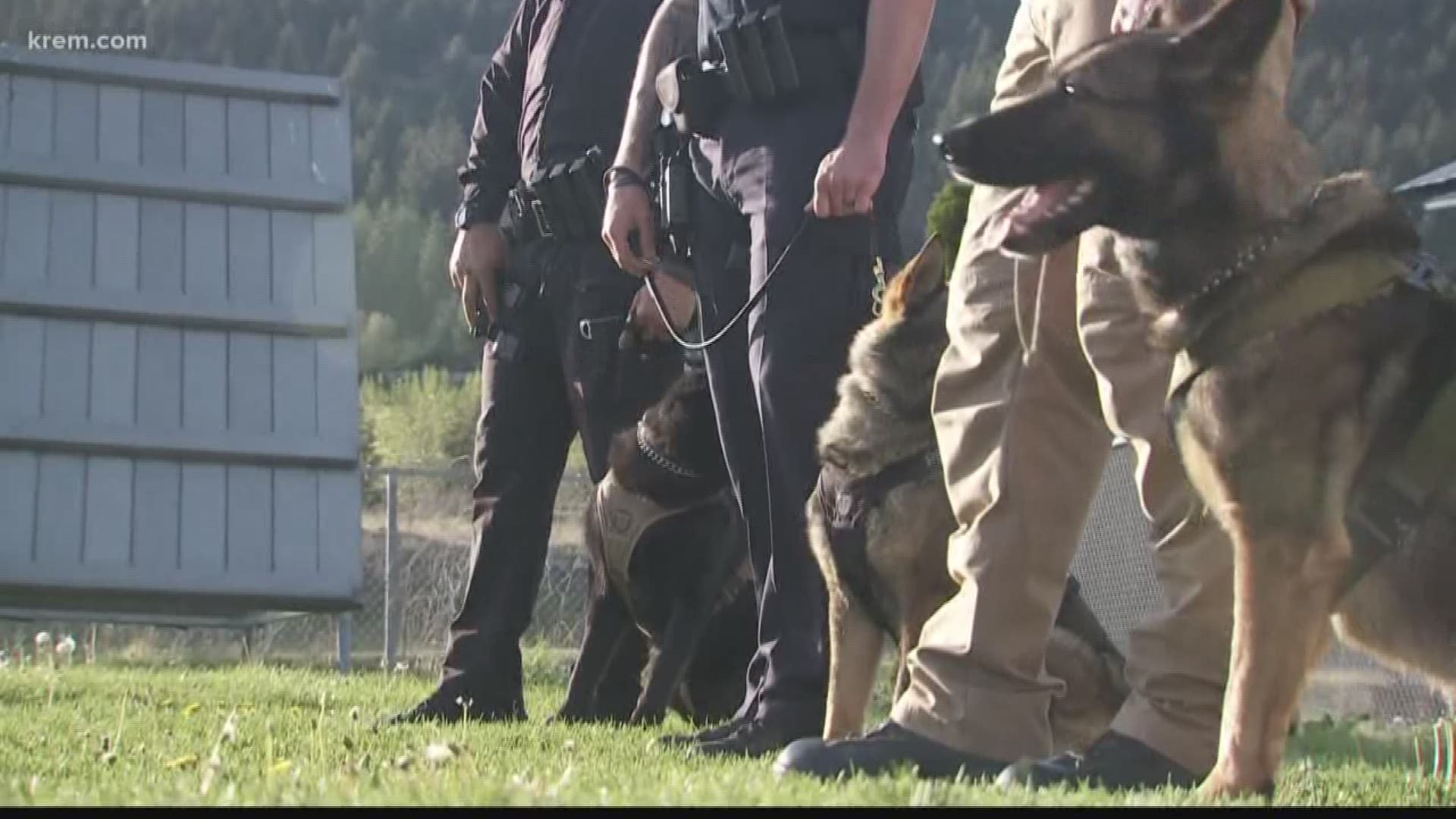 Proposal asks for Spokane PD K9s to do drug searches at county jail ...