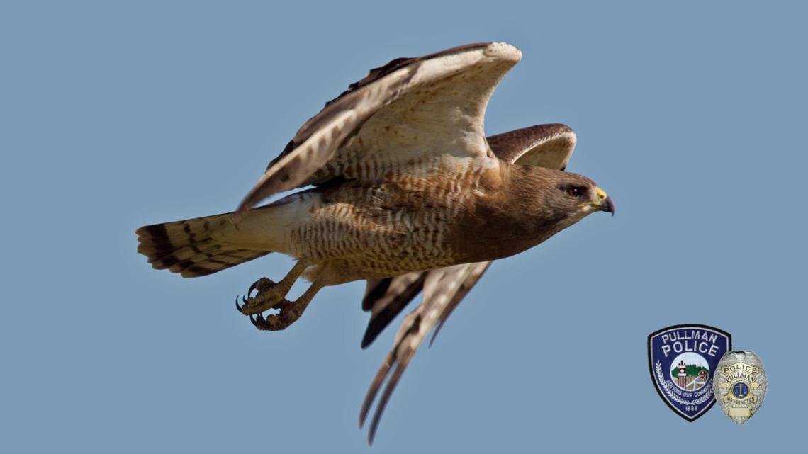 Public Alert issued as aggressive hawks swoop in Pullman | krem.com