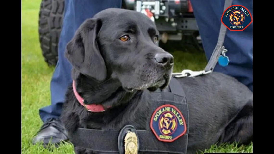 Mako the arson dog passes away after a long career | krem.com