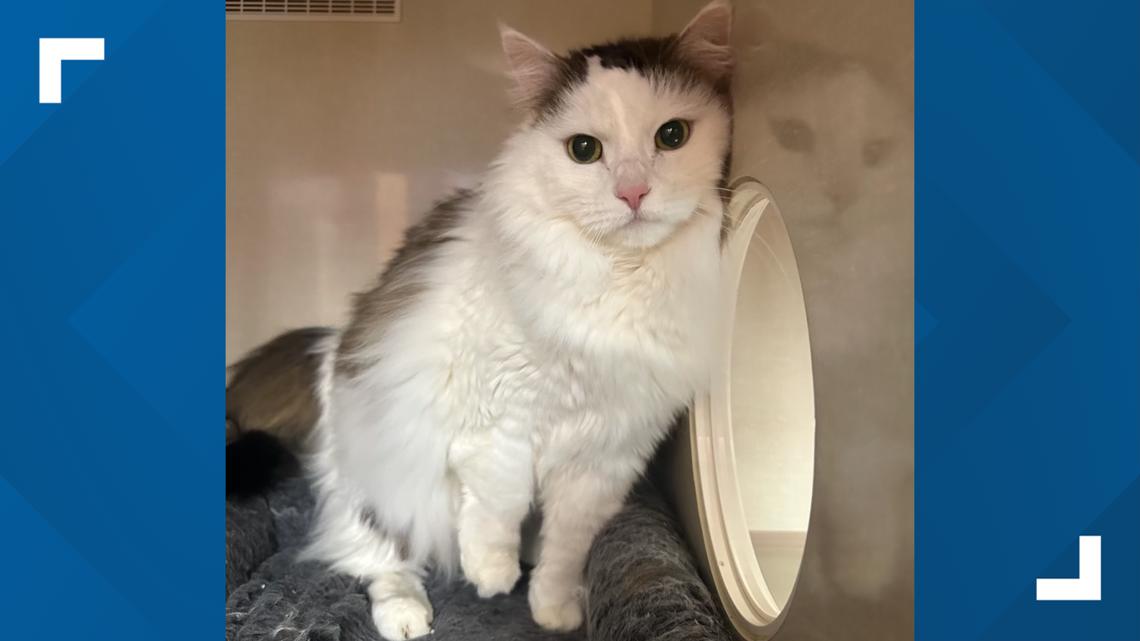New SpokAnimal partnership helps cover adoption fees for elderly, low ...