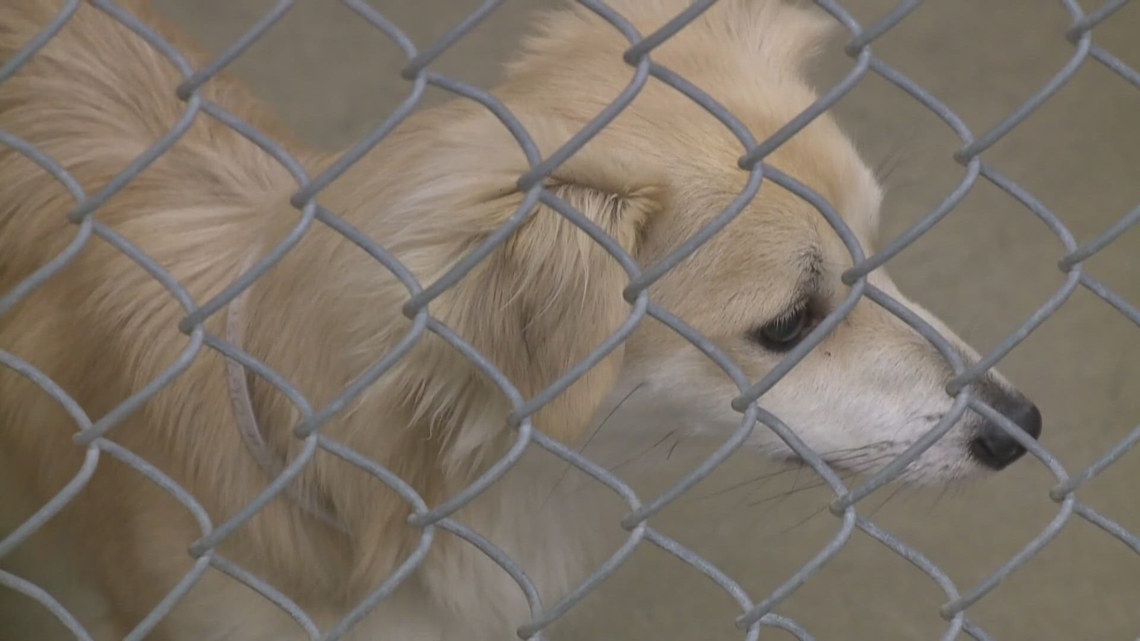 SpokAnimal partnering with "Pets for the Elderly" to waive some ...