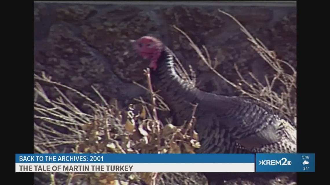 Back to the Archives: The tale of Martin the Turkey | krem.com