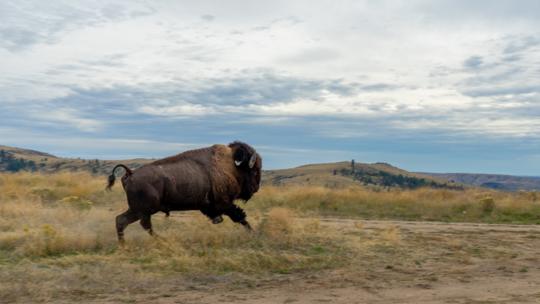 Kalispel Tribe gifts 10 buffalo to Colville Reservation | krem.com