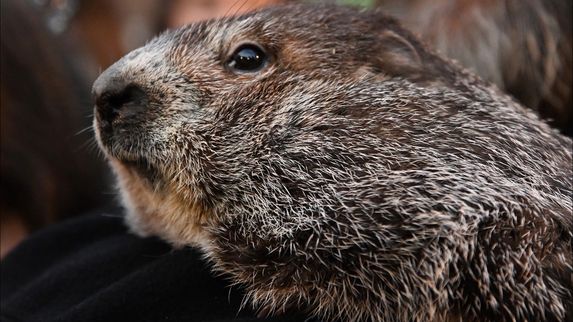 Groundhog Day | Did Phil get it right for Spokane? | krem.com