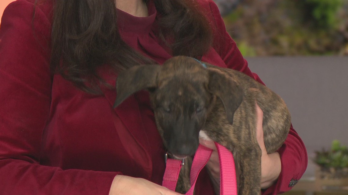 Meet Penelope! Pick of the Litter on Tuesday, February 6, 2024 | krem.com