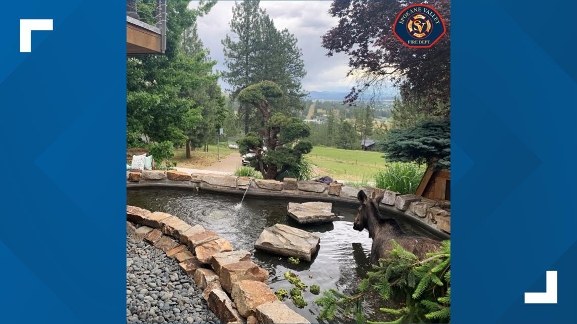 'There's a what in the pond?': Spokane Valley firefighters rescue ...