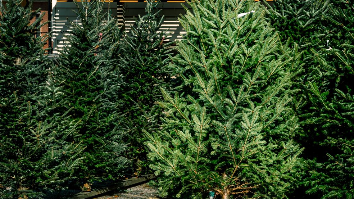 Buy a tree, change a life: Spokane's 'Trees for Hope' aids homelessness ...