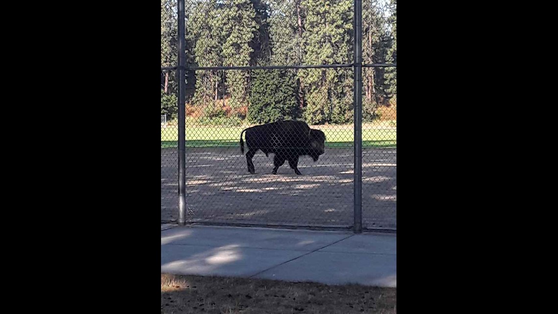 Two bison spotted at Underhill Park in Spokane | krem.com