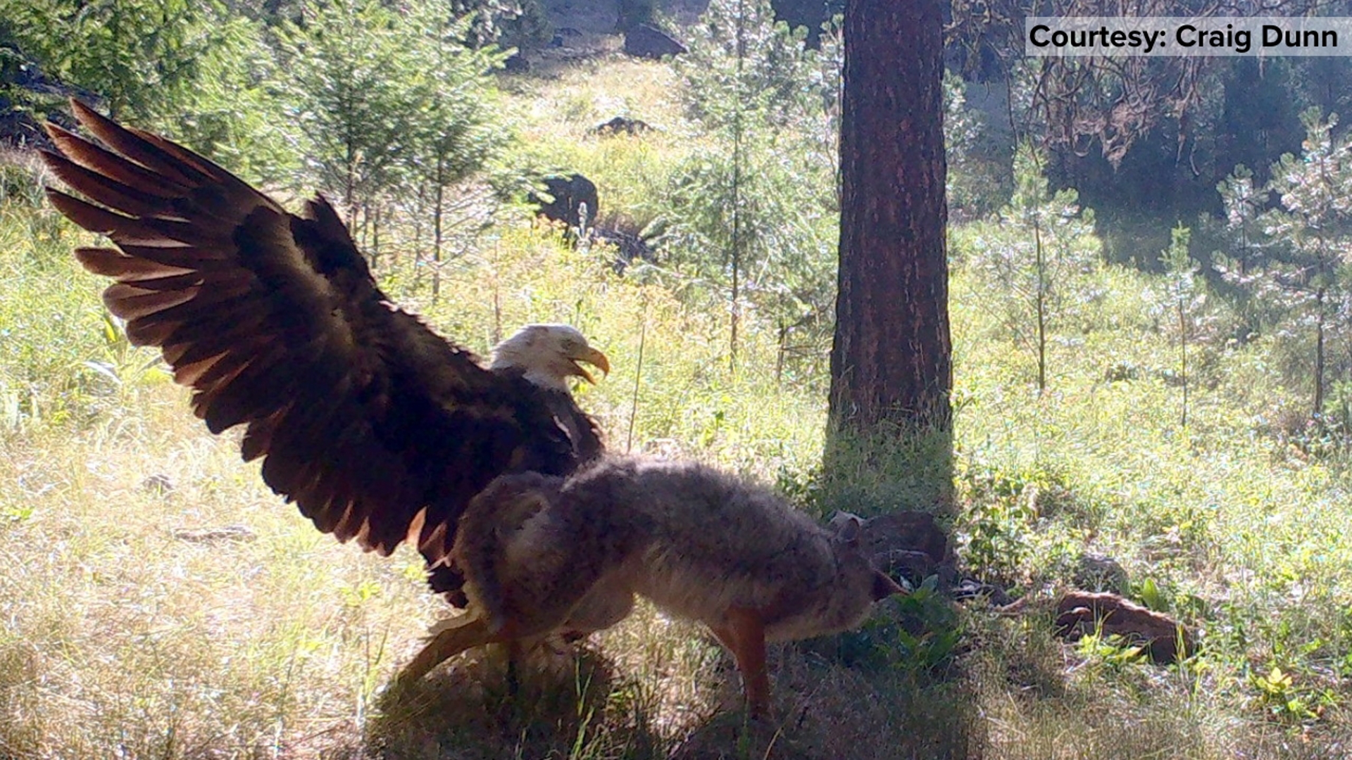 Camera catches bald eagle and coyotes clash over deer near Kettle River ...
