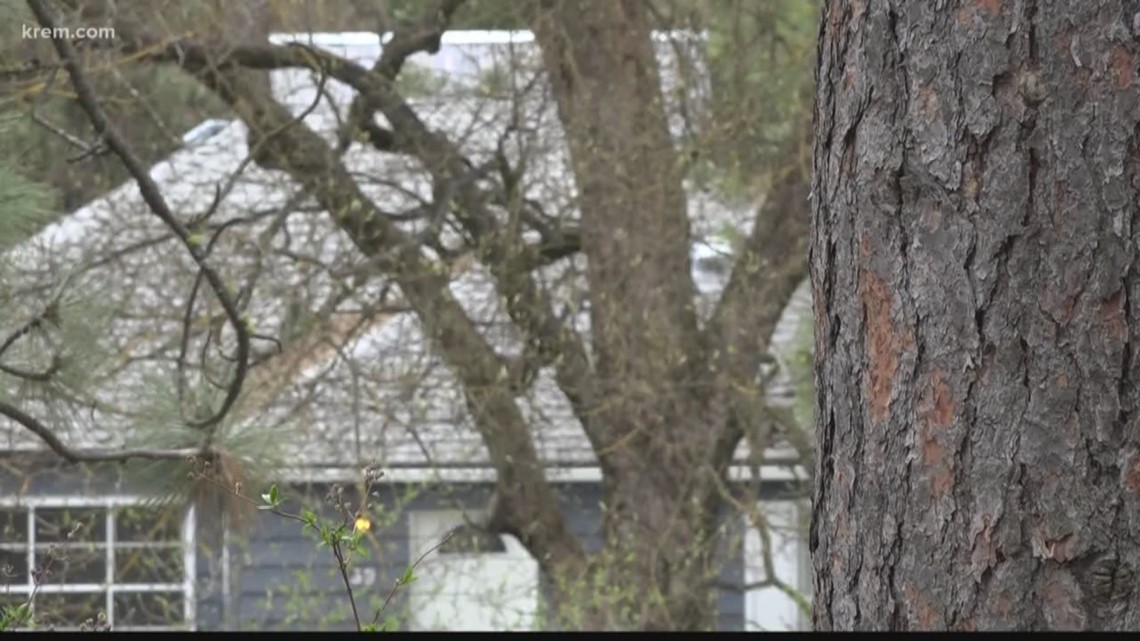 Trees can reduce city temperature by 10 degrees, study says | krem.com