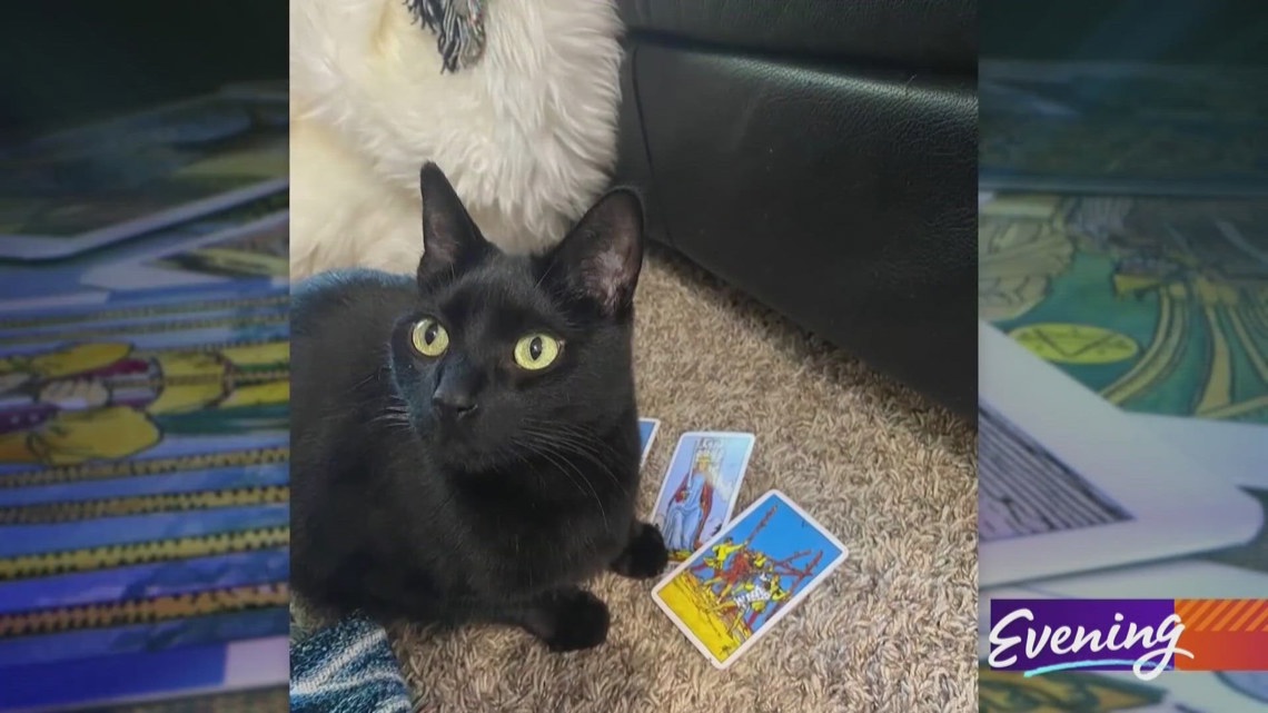 Washington cat goes viral for tarot reading ability | krem.com