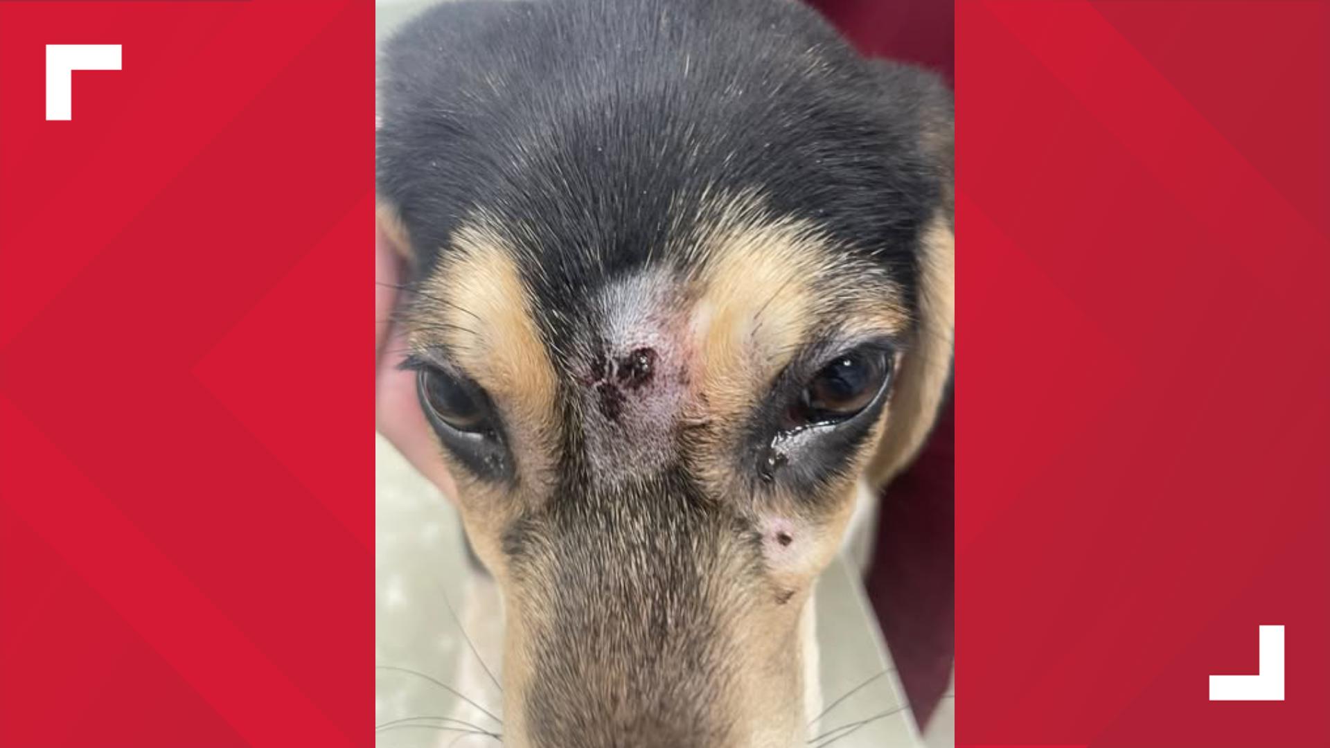 Asotin County deputies seek help in finding whoever shot a puppy with ...