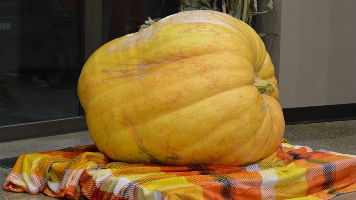 Post Falls crew grows giant pumpkin | krem.com