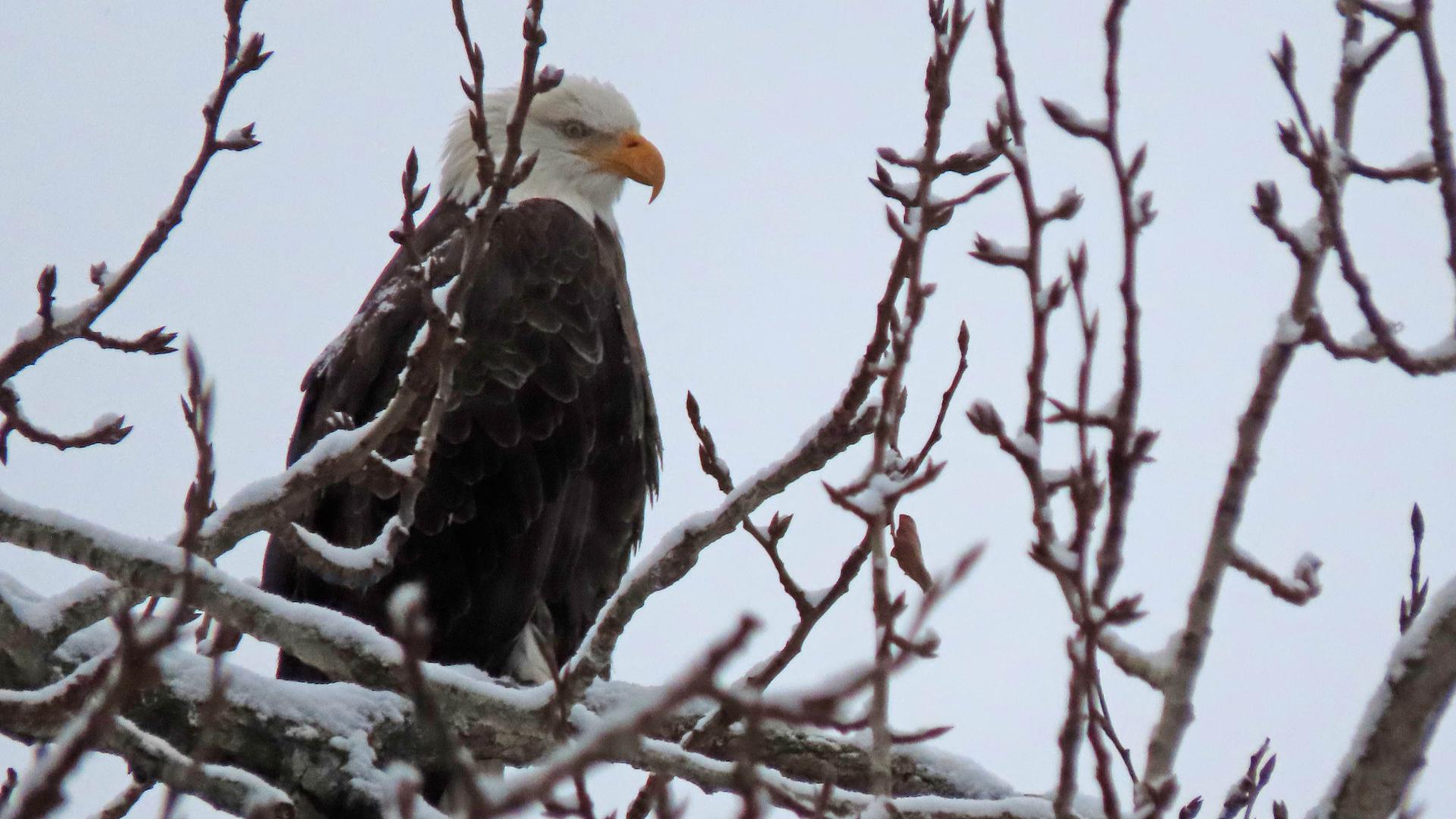 Idaho Bureau of Land Management to host 35th annual Eagle Watch on Lake ...