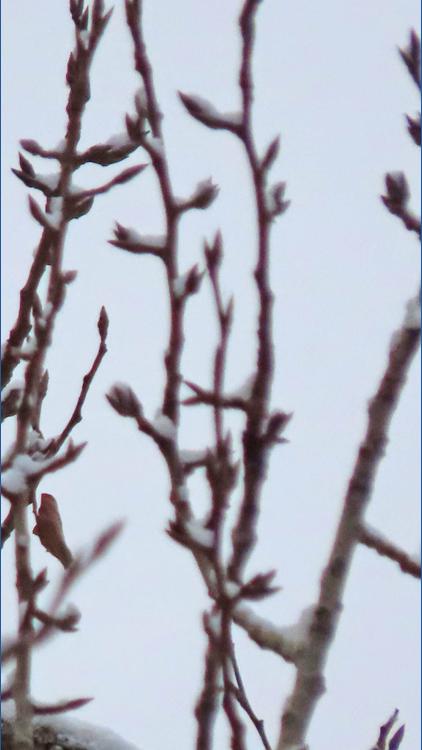 Idaho Bureau of Land Management to host 35th annual Eagle Watch on Lake ...