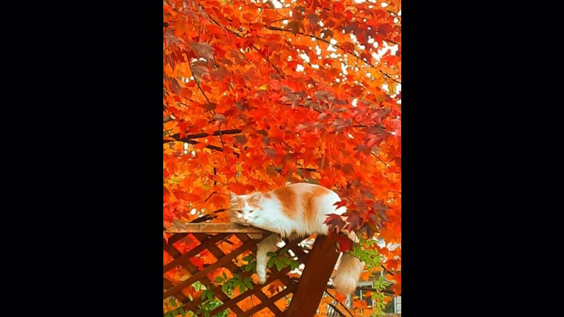 KREM 2 viewer photos of Spokane fall colors | krem.com