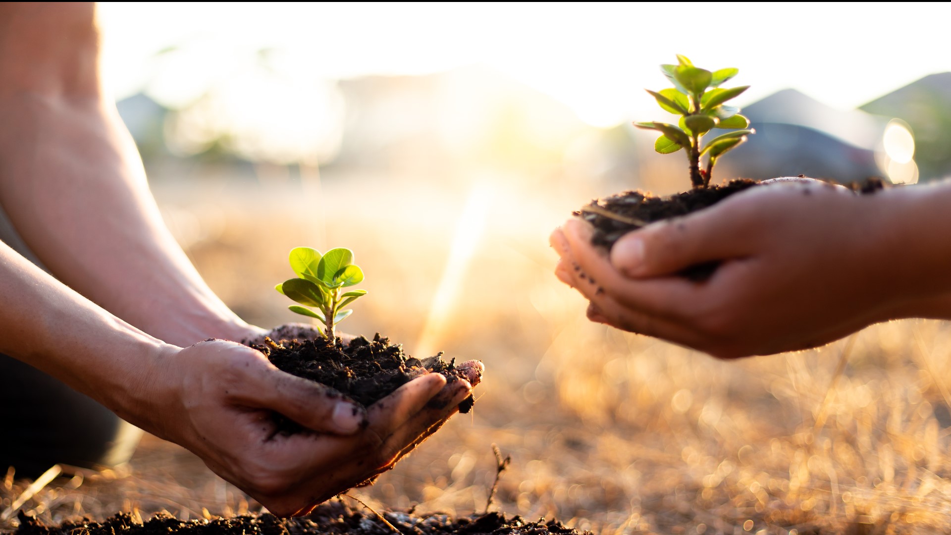 Several underserved Spokane neighborhoods set to get new trees from ...
