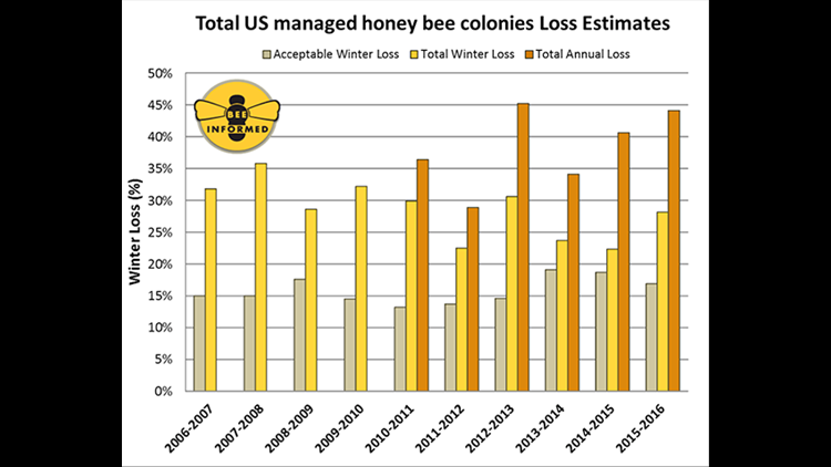 Pesticides, habitat loss among reasons for widespread bee deaths | krem.com
