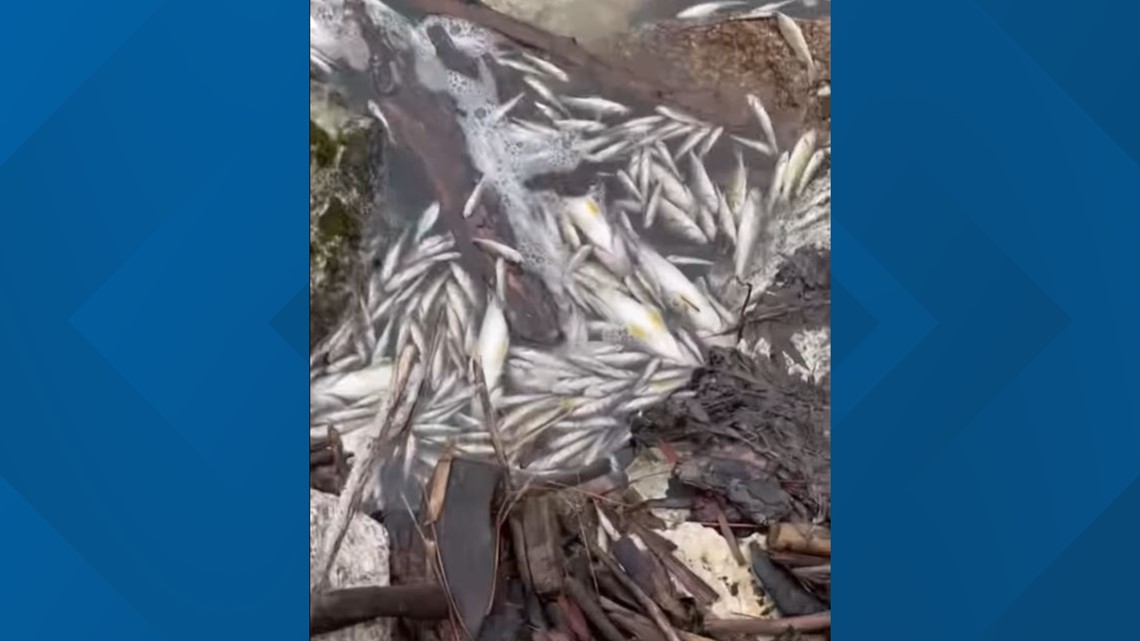Dozens of dead fish surface on Long Lake, Fish and Wildlife ...