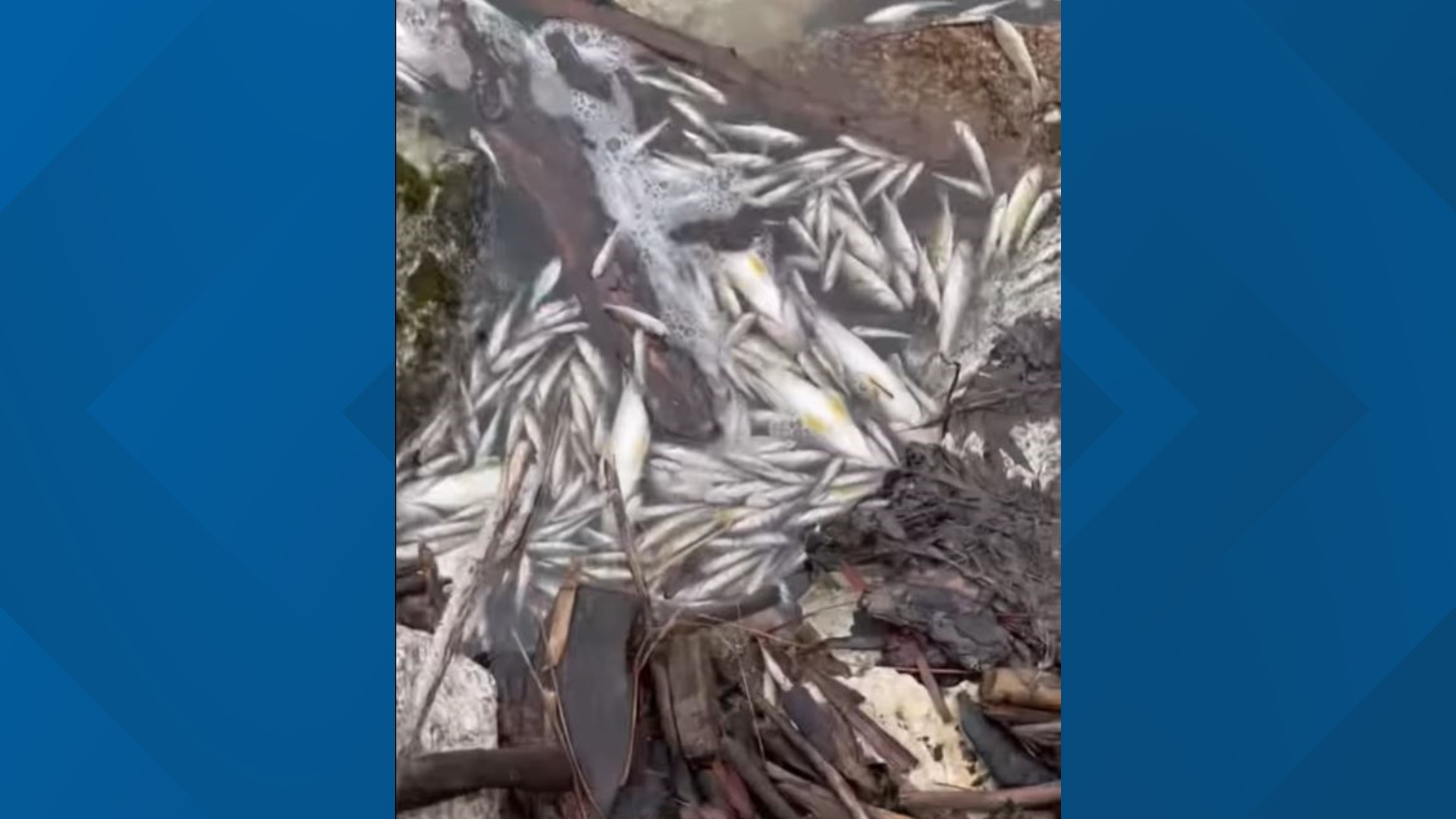 Dozens of dead fish surface on Long Lake, Fish and Wildlife ...
