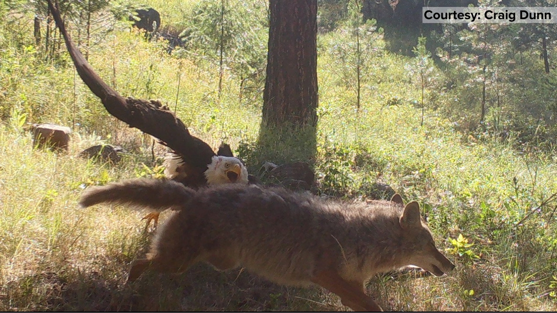 Camera catches bald eagle and coyotes clash over deer near Kettle River ...