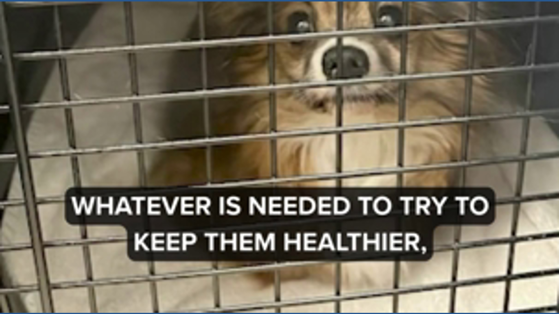 SpokAnimal remains closed as staff continues to treat unknown virus in ...