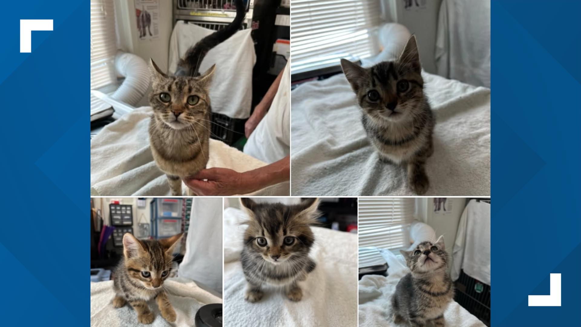 Momma cat and 4 kittens found in Hope Fire evacuation zone, shelter ...