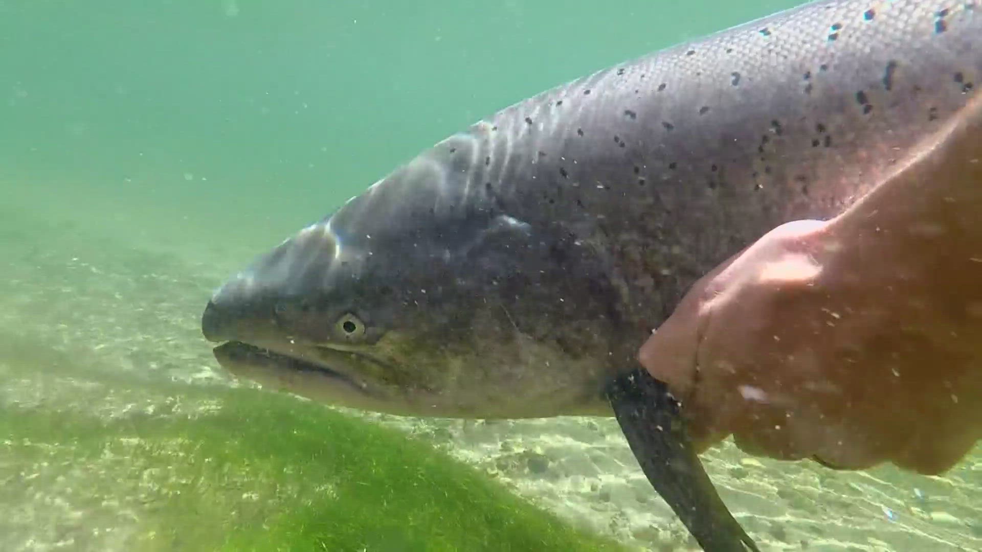 You can now harvest Chinook salmon in the Snake River | krem.com