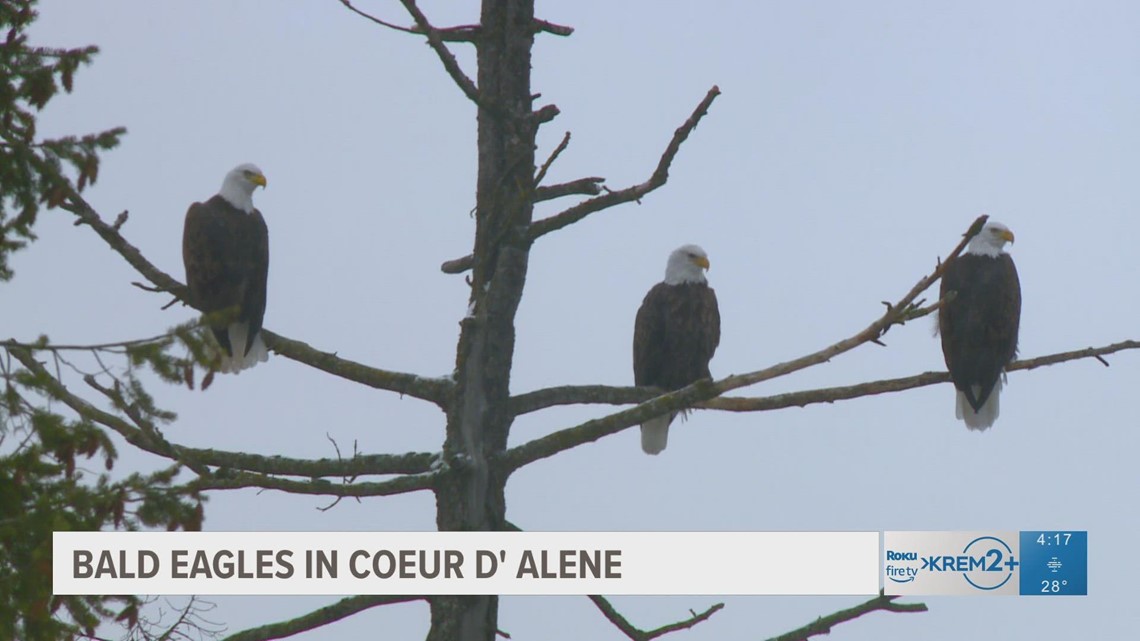Migrating bald eagles draw young birdwatchers to Coeur d'Alene | krem.com