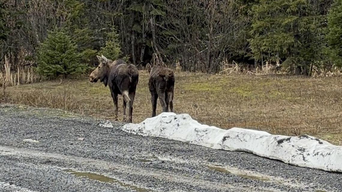 Cow, calf moose relocated from University of Idaho thanks to Idaho Fish ...