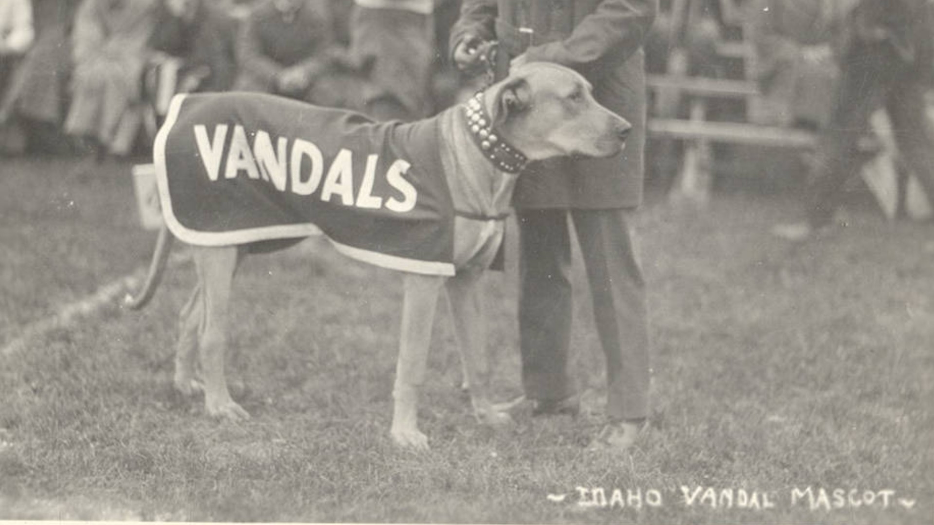 Mascot mania: How did the Vandals become the Vandals? | krem.com