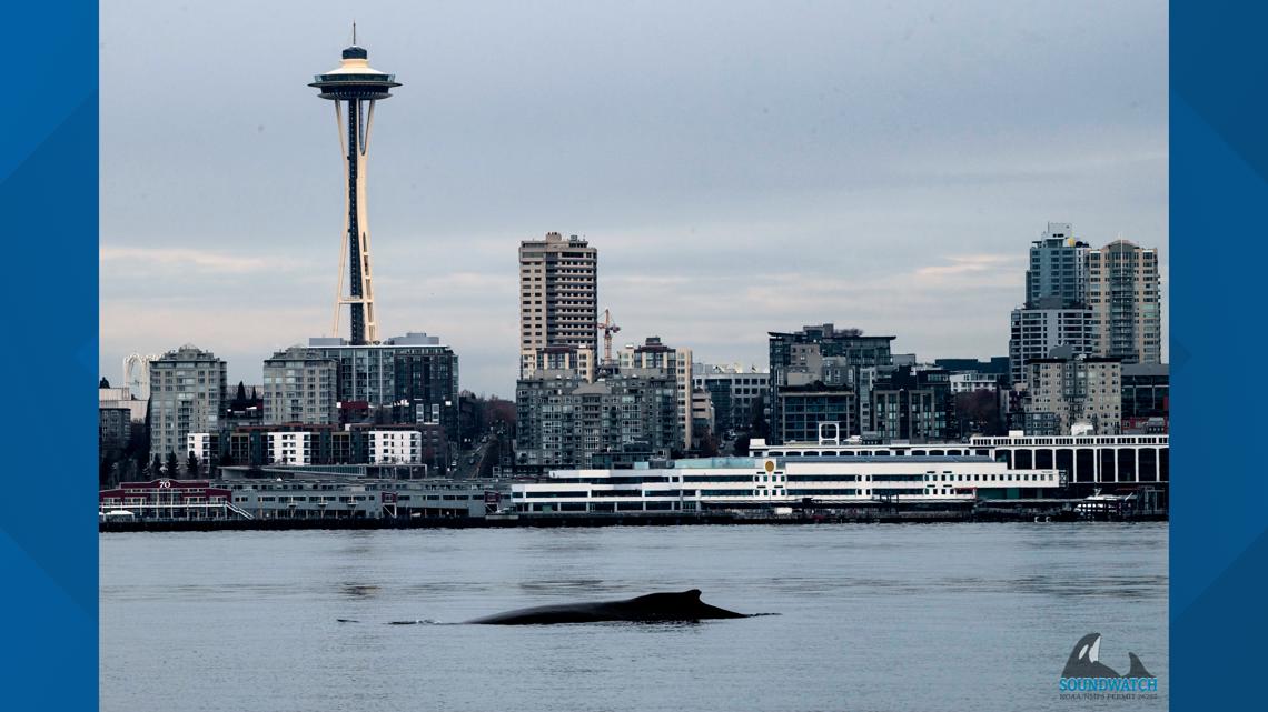 Stunning photos capture humpback whale's Seattle visit | krem.com