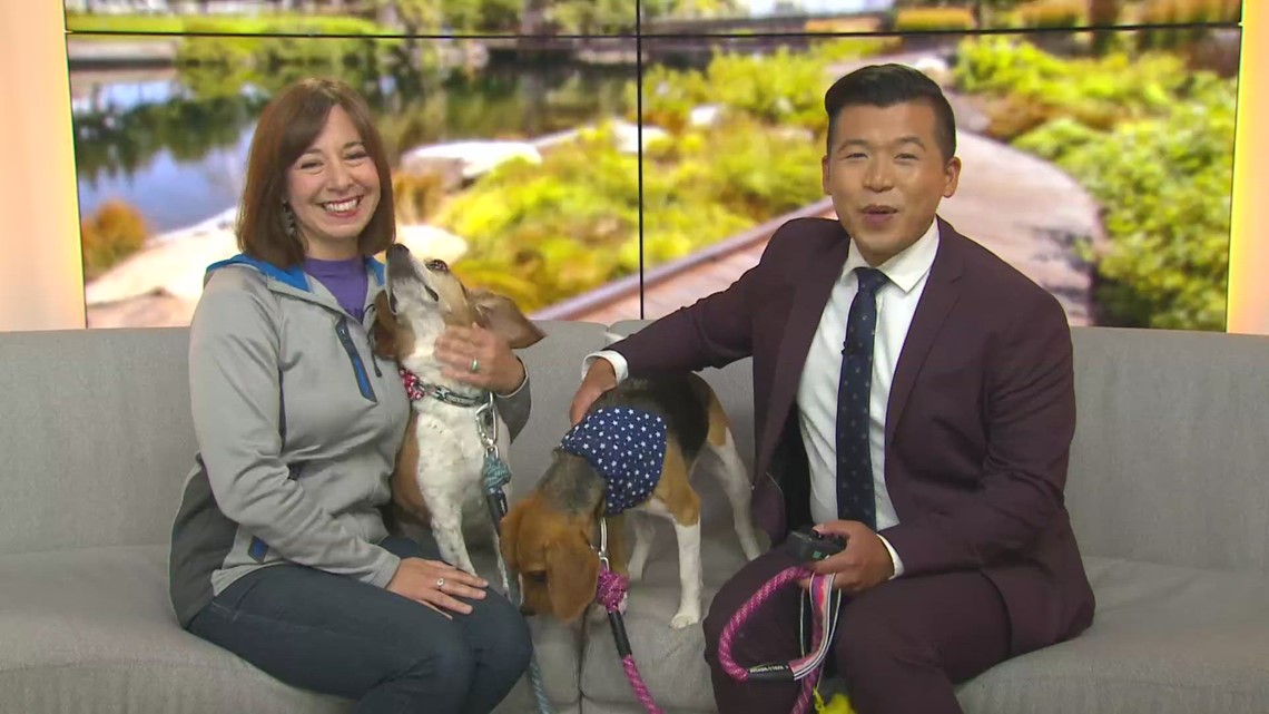 Downtown Spokane hosts ‘Bring Your Dog to Work Day’ | krem.com