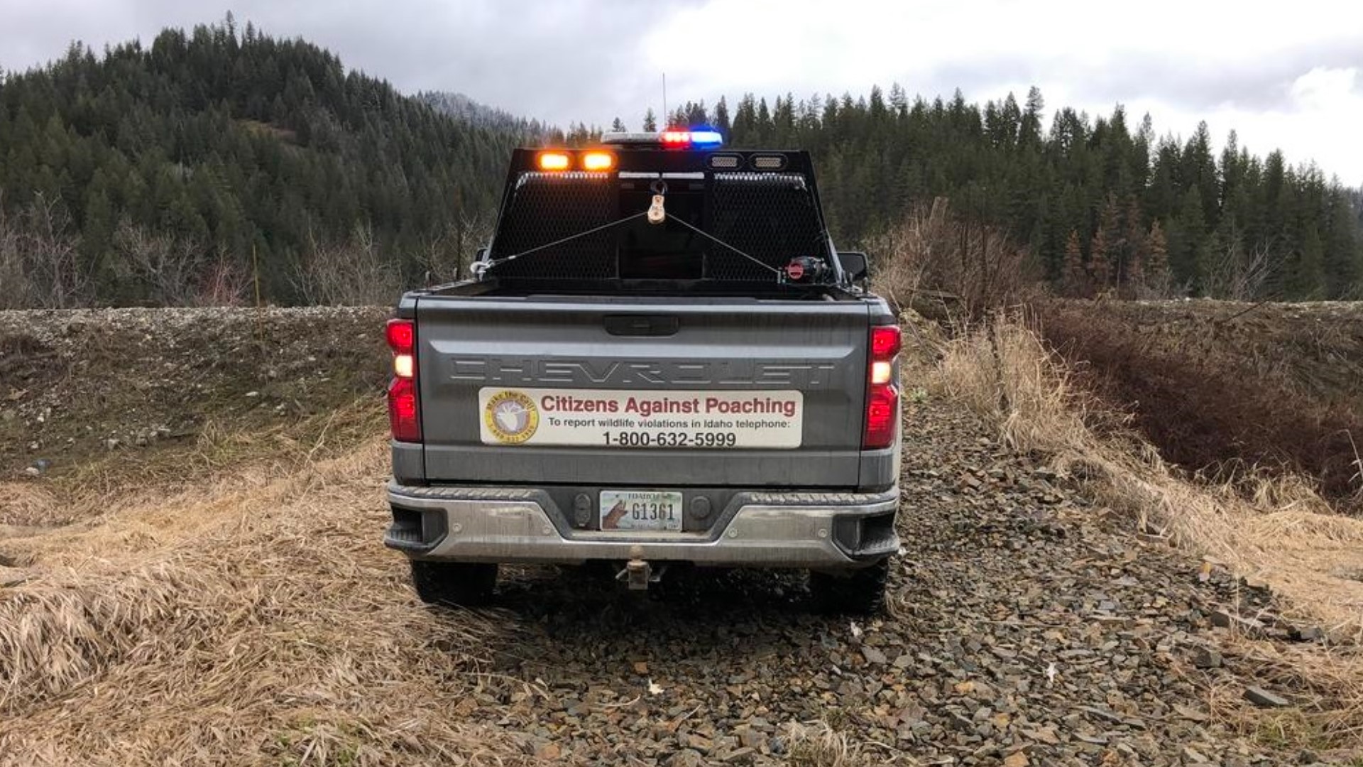 Idaho Fish and Game seeking info after 6 tundra swans found shot | krem.com
