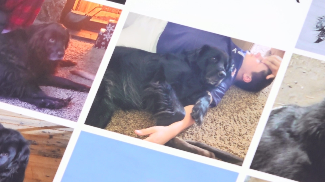 CDA Animal Control investigating dog kennel after dog's death | krem.com
