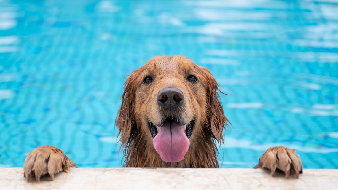 Paws in the Pool happening this Sunday | krem.com