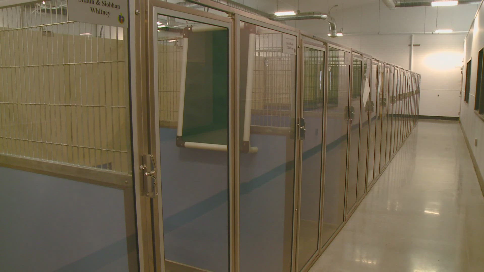 Hayden animal shelter still full after over 1,400 adoptions in 2024 ...