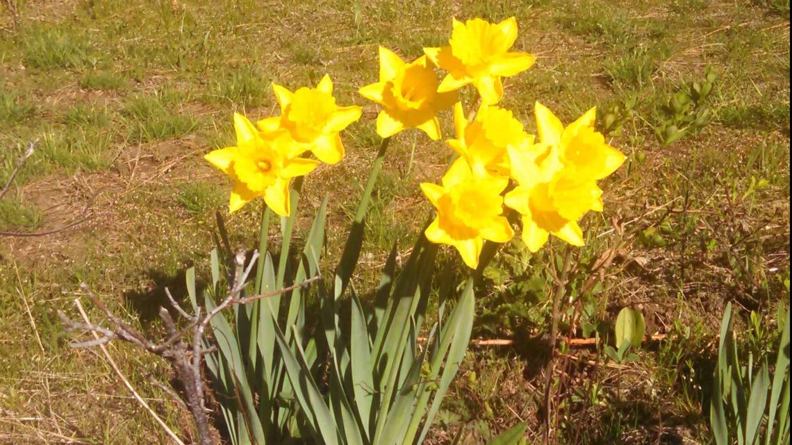 Yes, you can safely start planting flowers in Spokane after Mother's ...